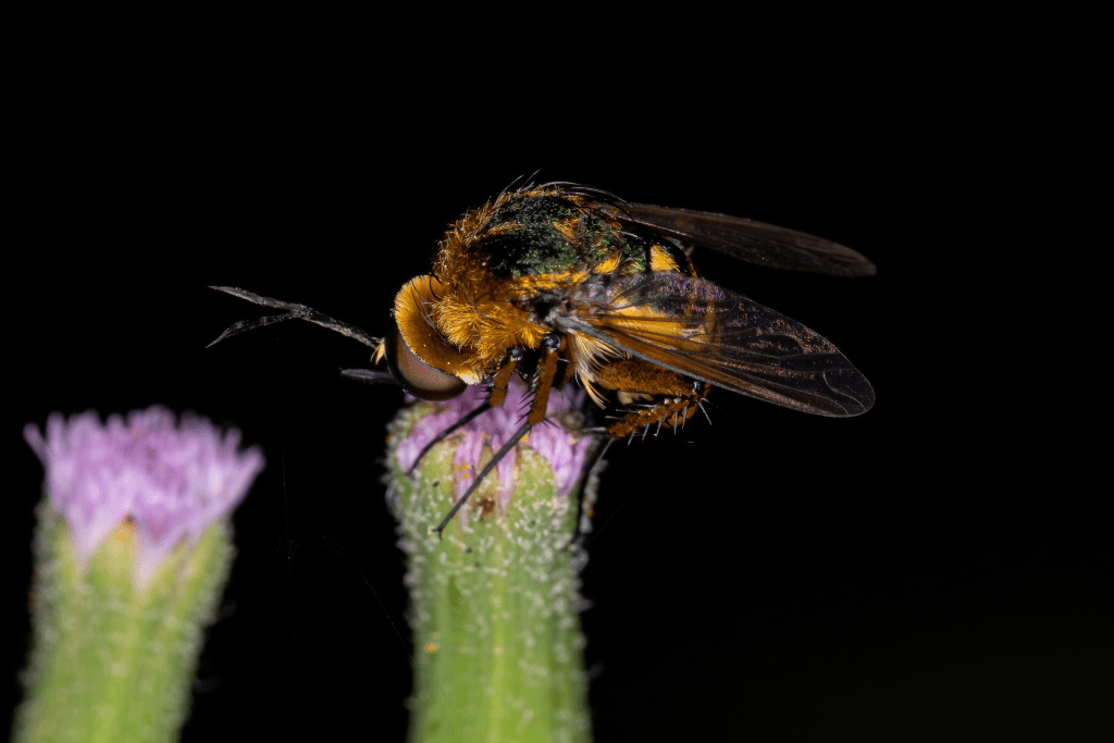 What Is A Bee Fly? | 10 Facts About This 'Bee Mimic'