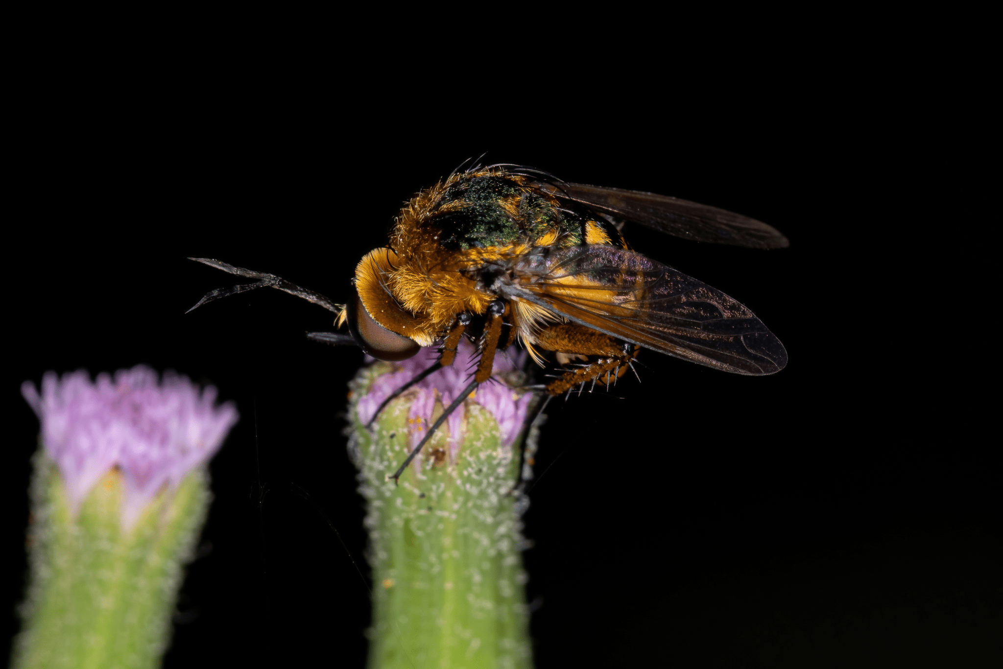 What Is A Bee Fly? | 10 Facts About This 'Bee Mimic'