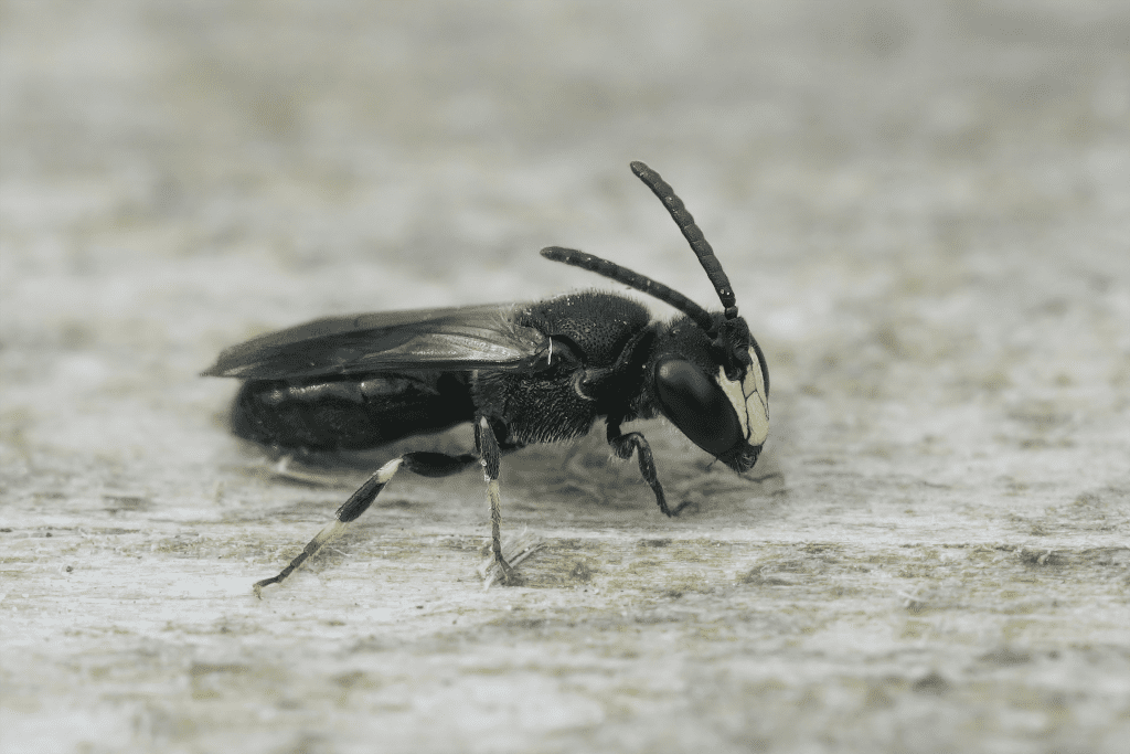 Do Bees Have Lungs? | How Do Bees Breathe?