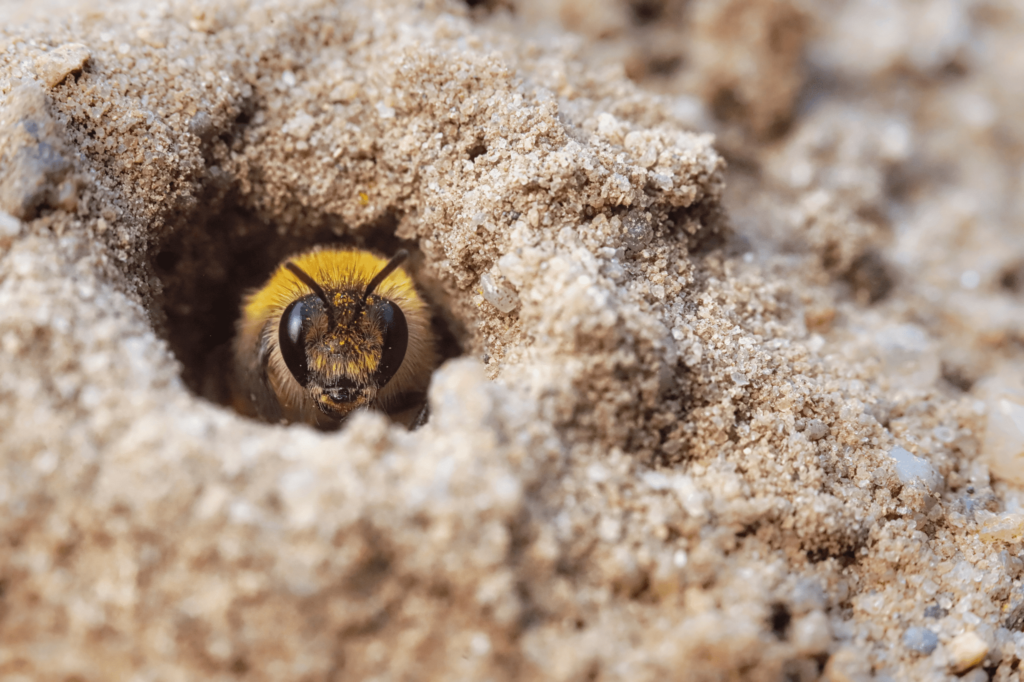 What Are Andrena Bees? | 7 Facts You Didn't Know | BeesWiki