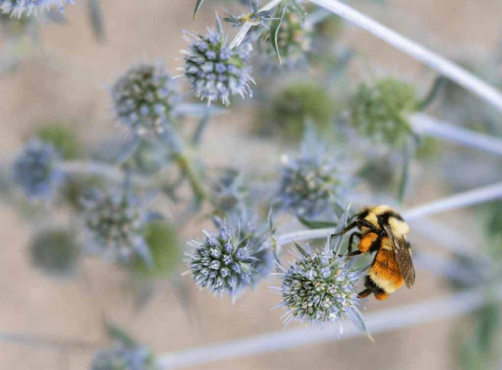 What Is An Orange-belted Bumblebee? | A Deep Dive | BeesWiki