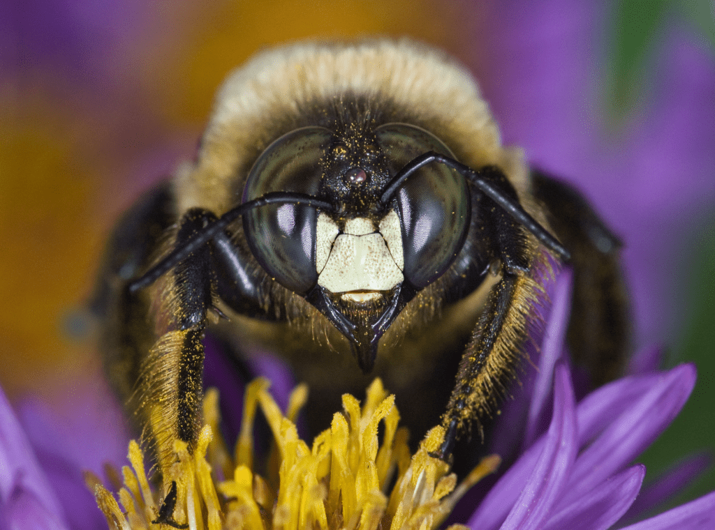Do Bees Have Teeth? | What Do Bees Use Their Teeth For?