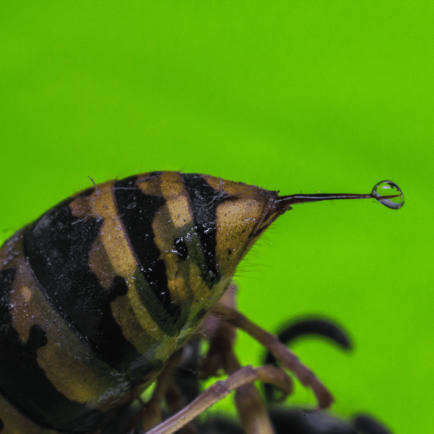 BeesWiki | The Encyclopaedic Home Of Bees & Honey