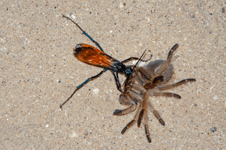 What Is A Tarantula Hawk? | 10 Terrifying Facts! | BeesWiki