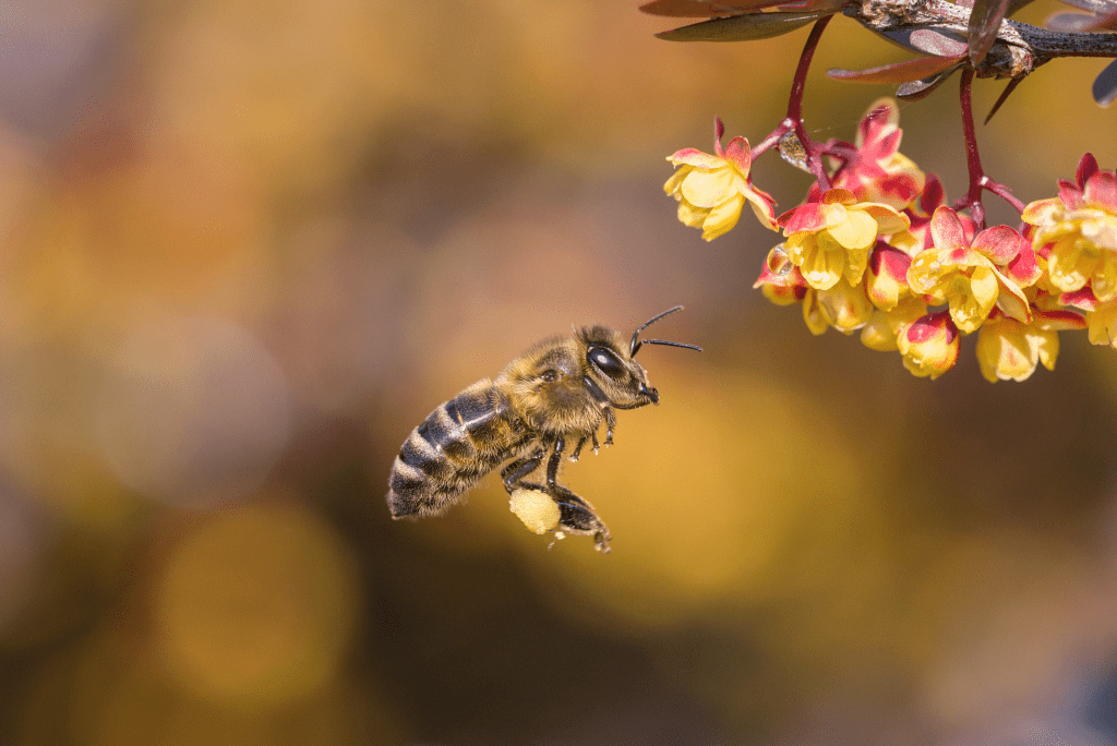 Types Of Bee In The UK | Explore British Bees | Bees Wiki
