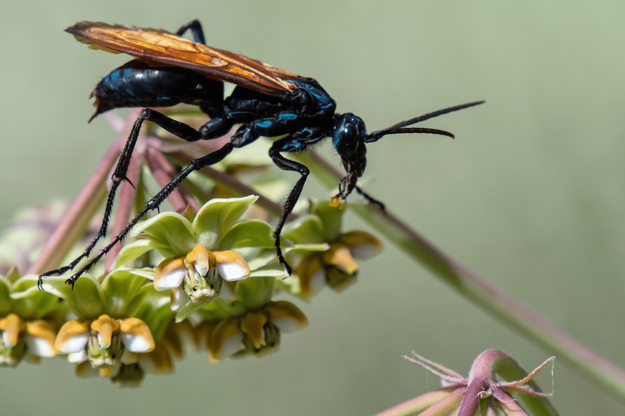 What Is A Tarantula Hawk? | 10 Terrifying Facts! | BeesWiki
