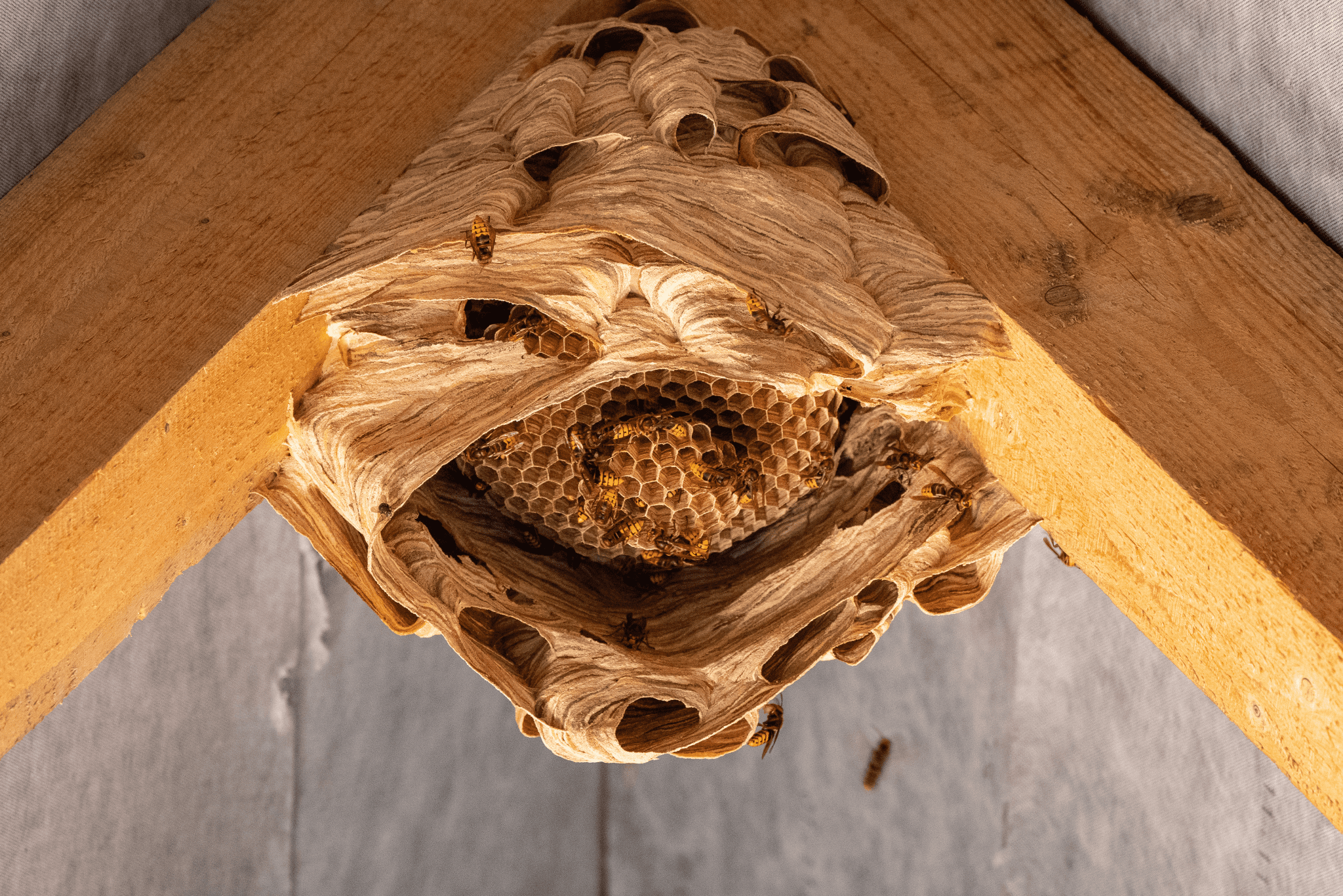 Hornet's Nest | What Do They Look Like & Are They Dangerous?
