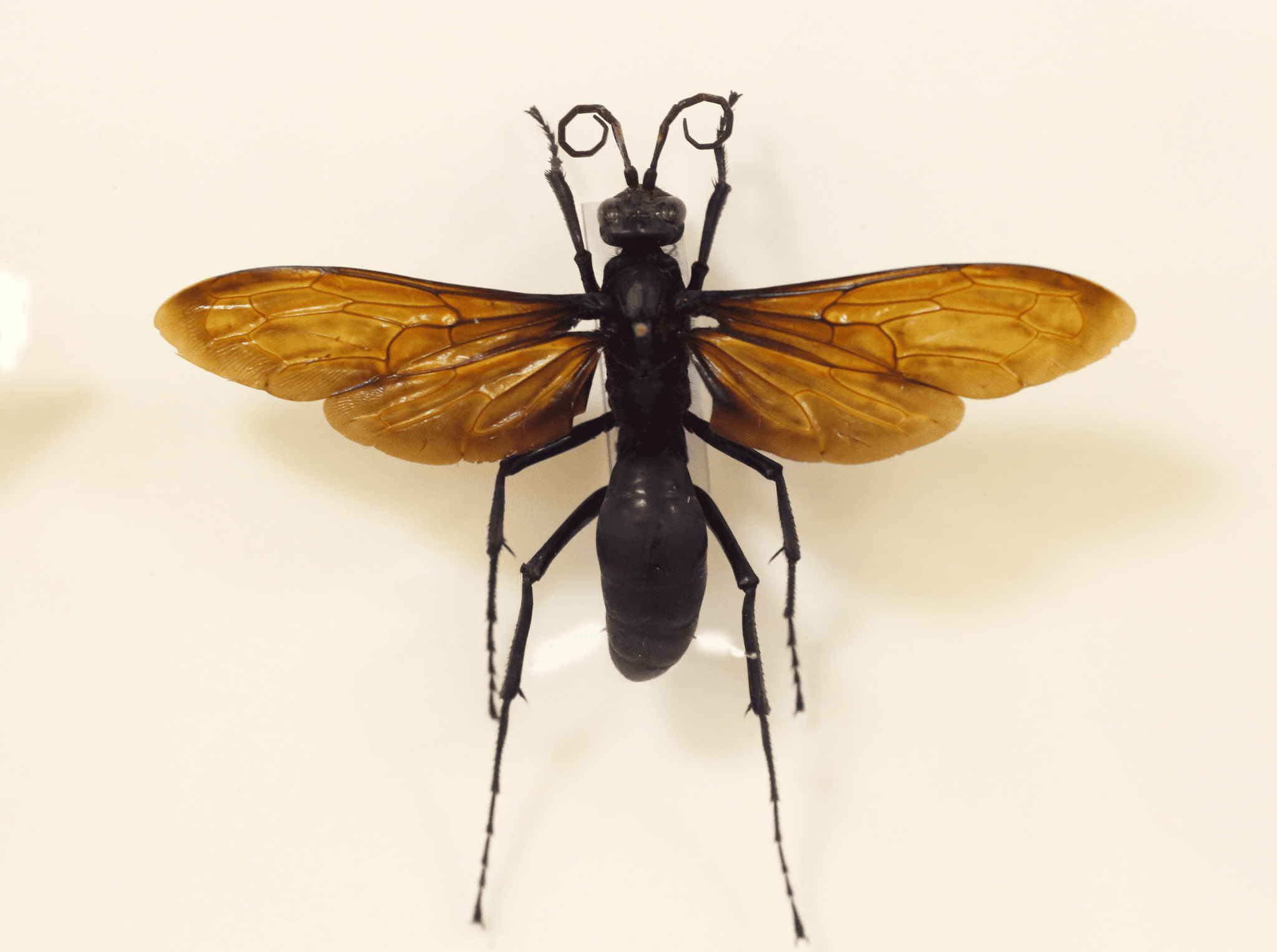 What Is A Tarantula Hawk? | 10 Terrifying Facts! | BeesWiki
