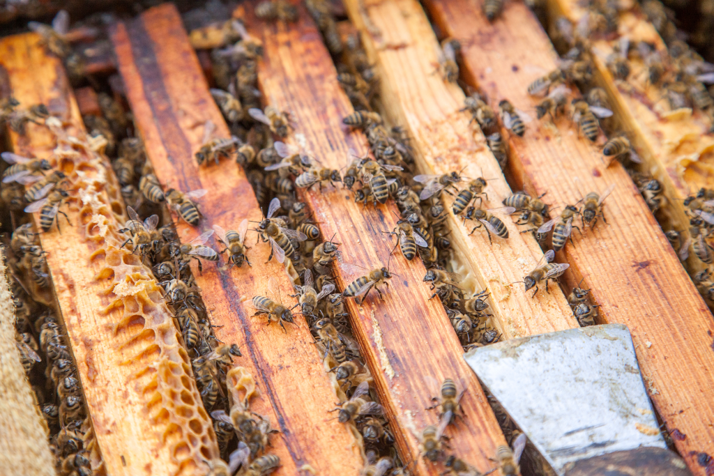 What Is Honey Harvesting? | Key Harvesting Facts & Info
