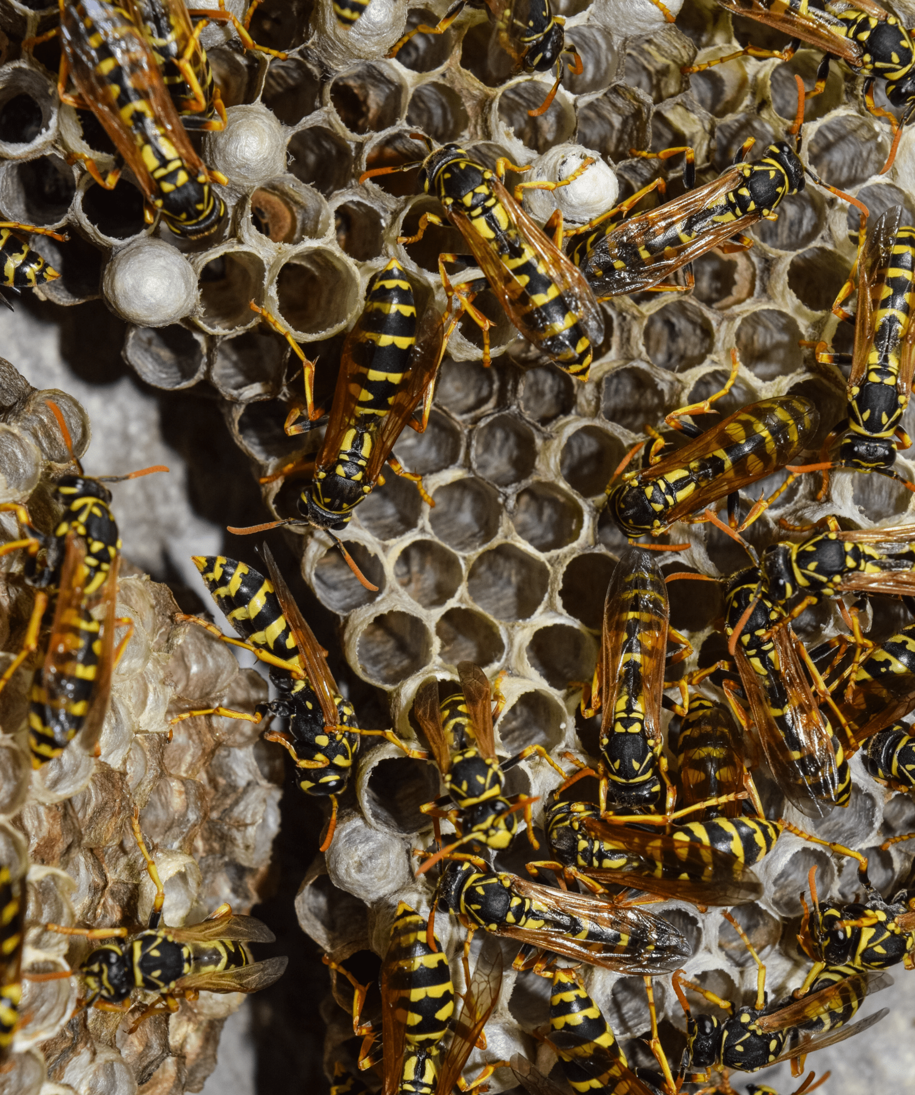 Why Do Wasps Build Nests? | How To Stop Them Building