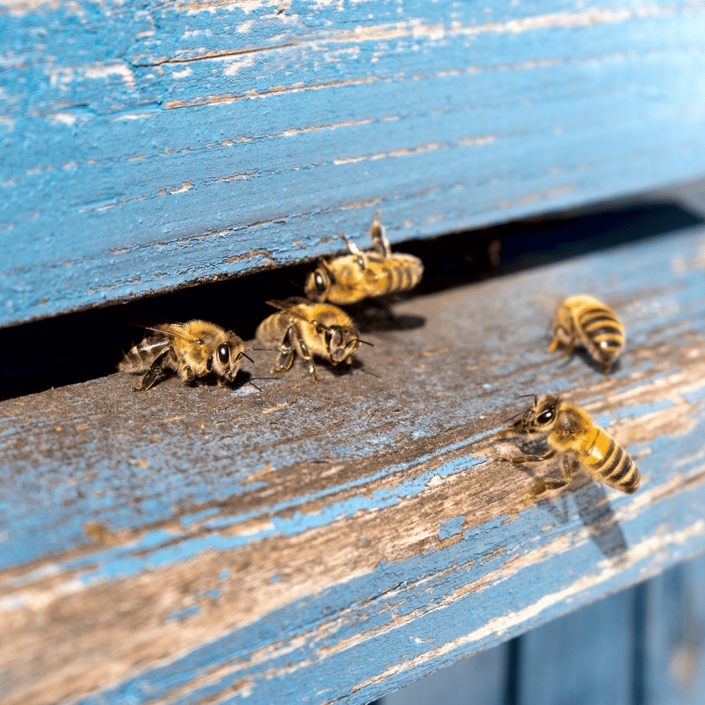 What Are Robber Bees? | How To Spot & Prevent Robbers