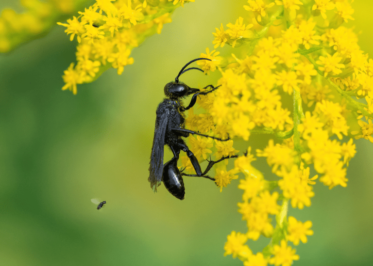 What Is A Great Black Wasp | Are They Dangerous? | BeesWiki