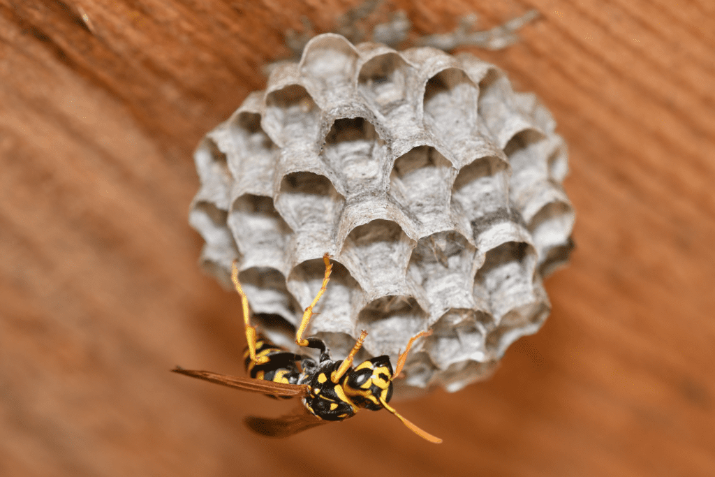 What Do Wasp Nests Look Like? | 5 Signs Of A Nest | BeesWiki