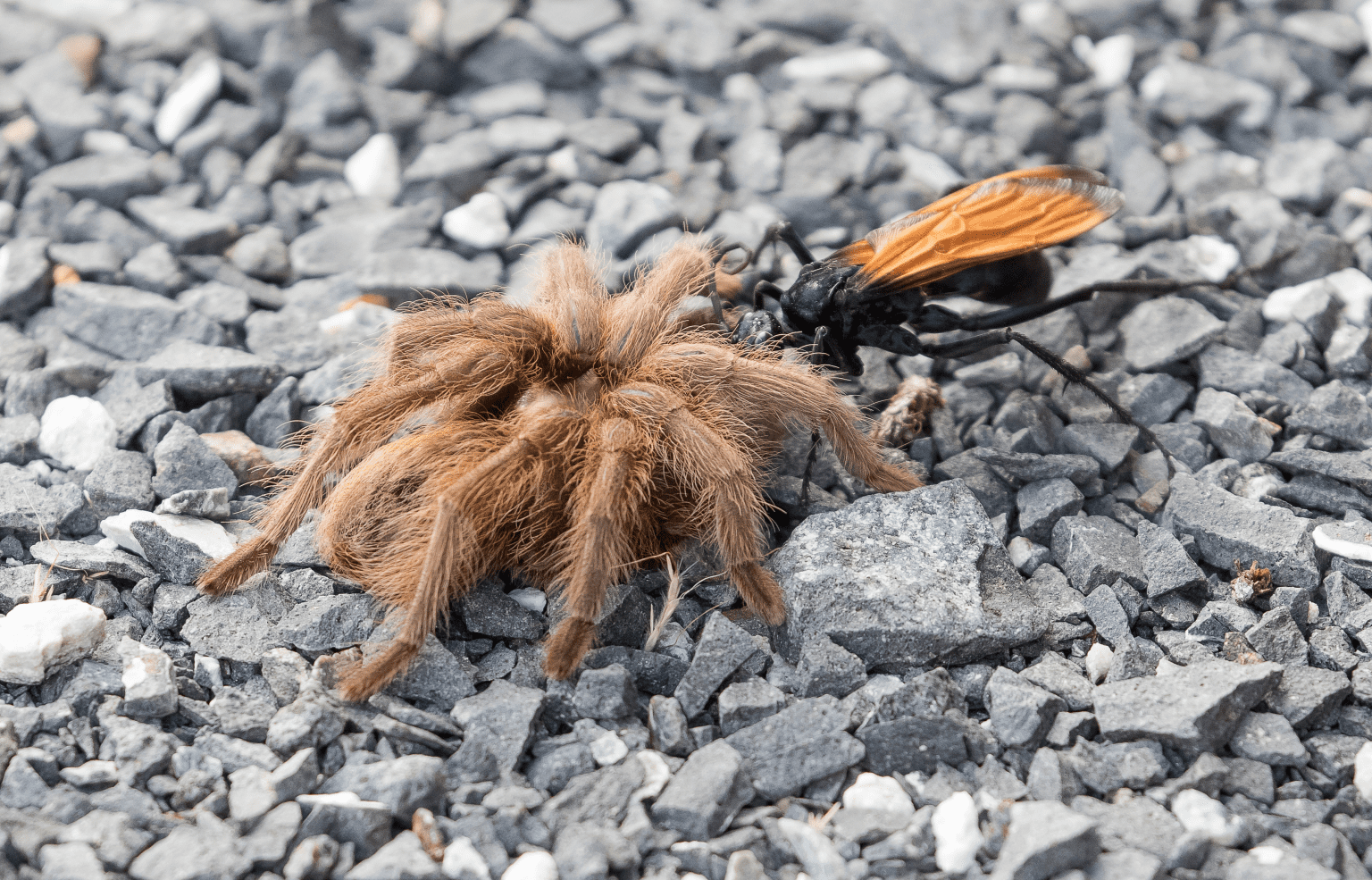 What Is A Tarantula Hawk? | 10 Terrifying Facts! | BeesWiki
