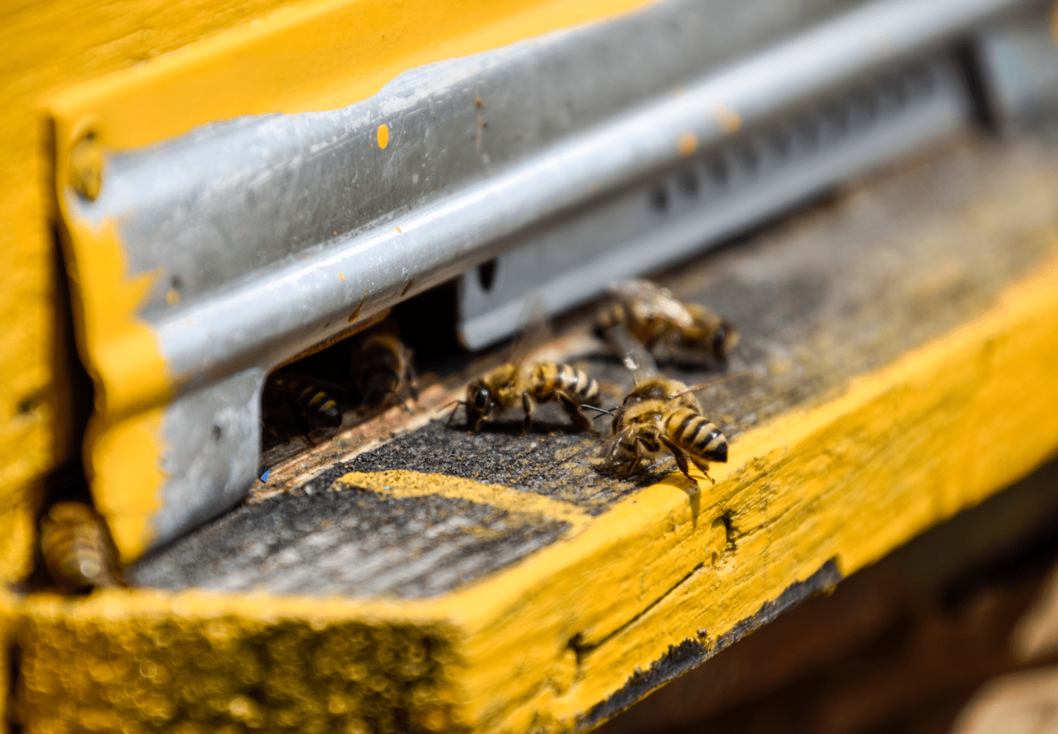 What Is An Apiary? | Must-Know Apiary Information | BeesWiki