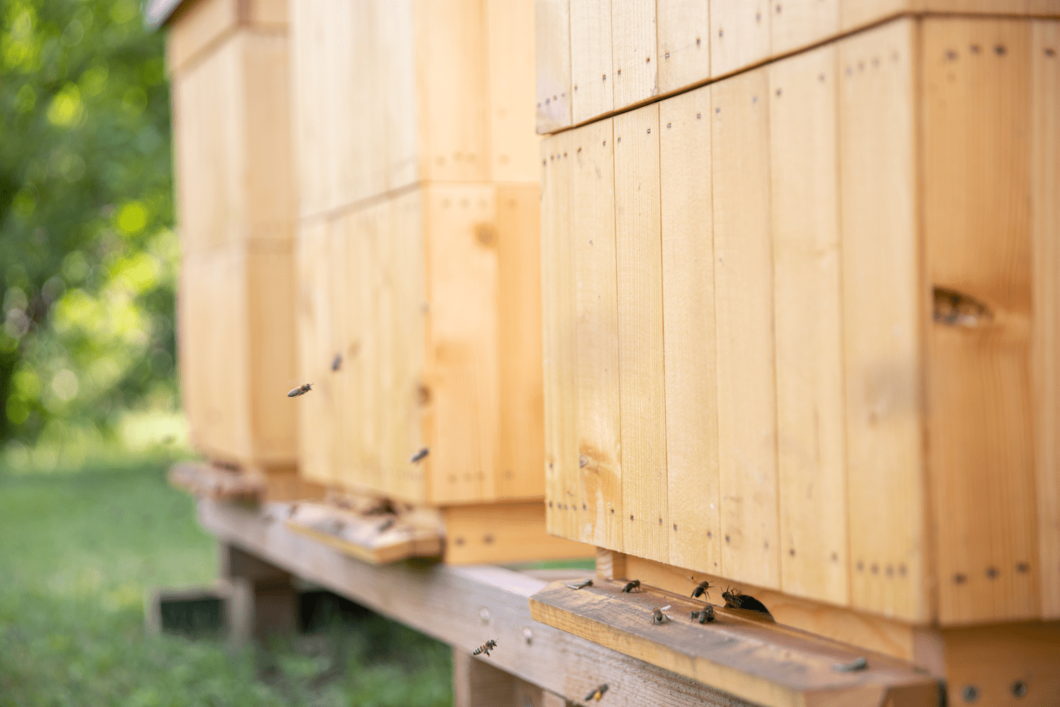What Is An Apiary? | Must-Know Apiary Information | BeesWiki