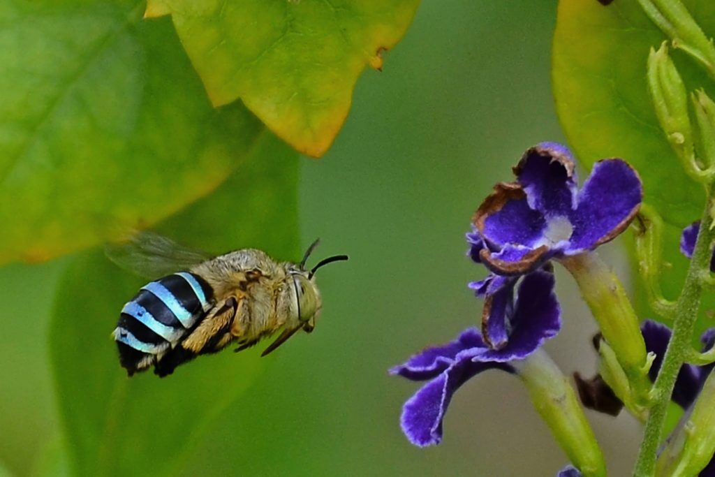 Blue-banded Bees | Everything You Need To Know | BeesWiki