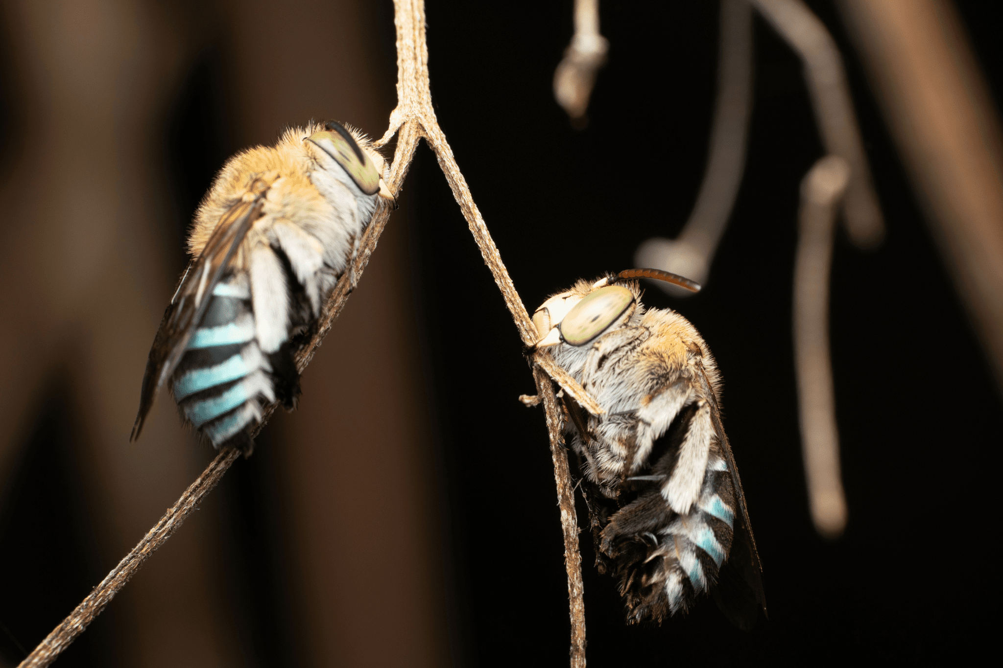 Blue-banded Bees | Everything You Need To Know | BeesWiki