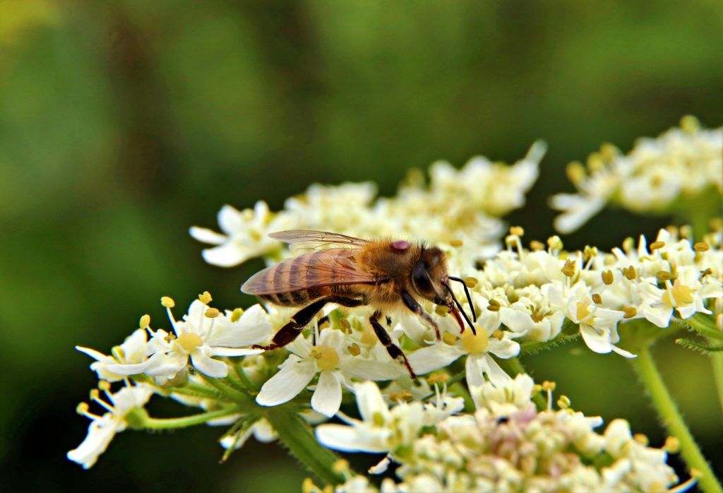 Varroa Mite Treatment | Here's What You Need To Know