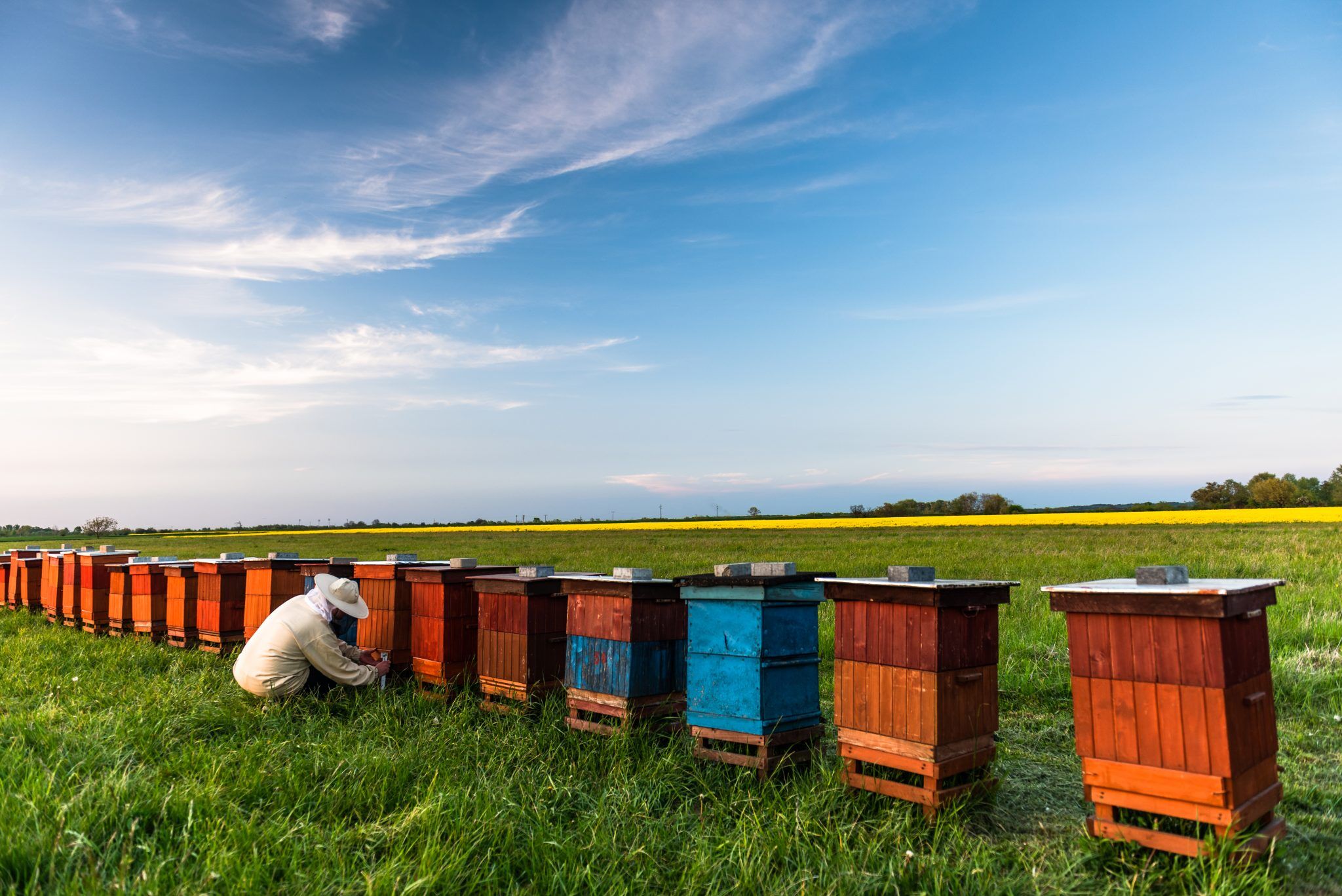 What Is Colony Collapse Disorder? | 9 Key Facts | BeesWiki