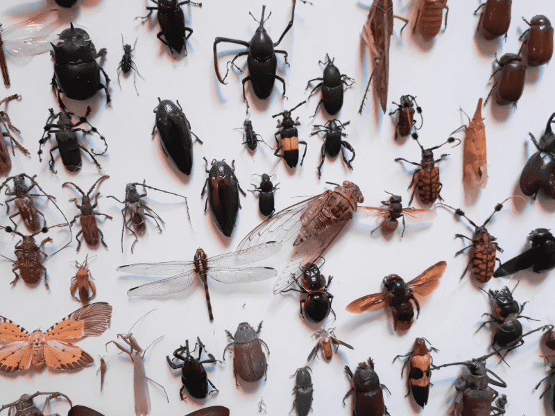 Are Insects Animals? | Here's What You Need To Know