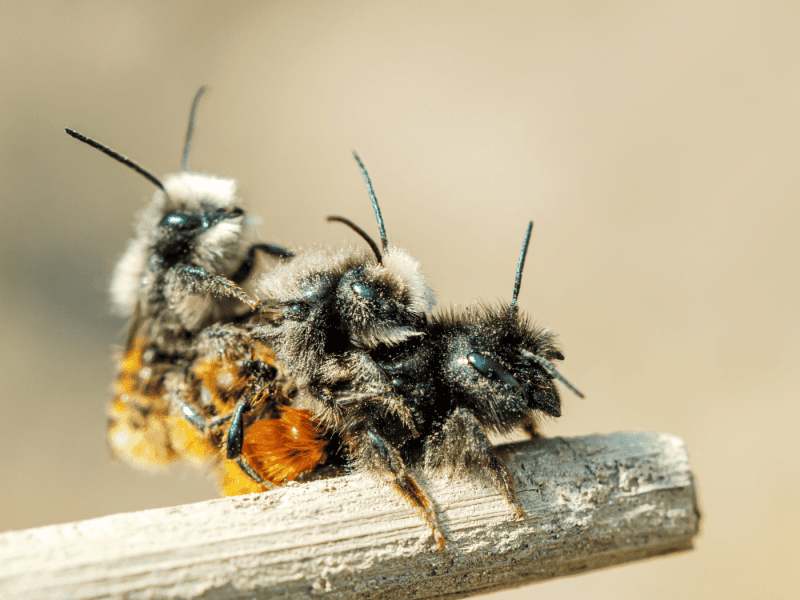 Interesting Bee Facts | Bee Facts You Won't Know | BeesWiki