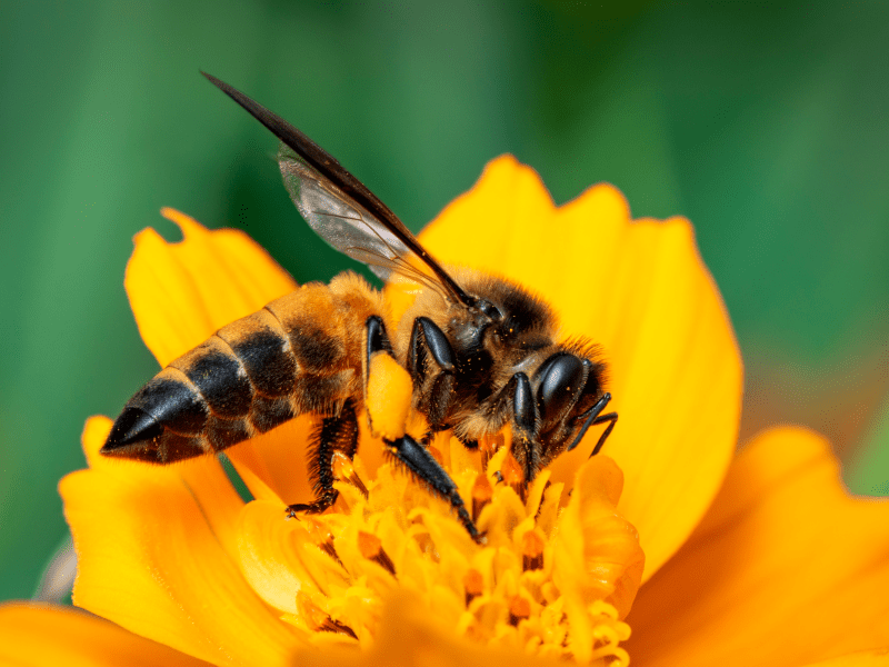 What Is A Giant Honey Bee? | 8 Must-Know Facts | BeesWiki