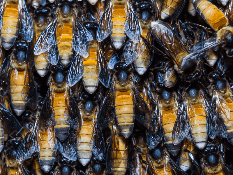 What Is A Giant Honey Bee? | 8 Must-Know Facts | BeesWiki