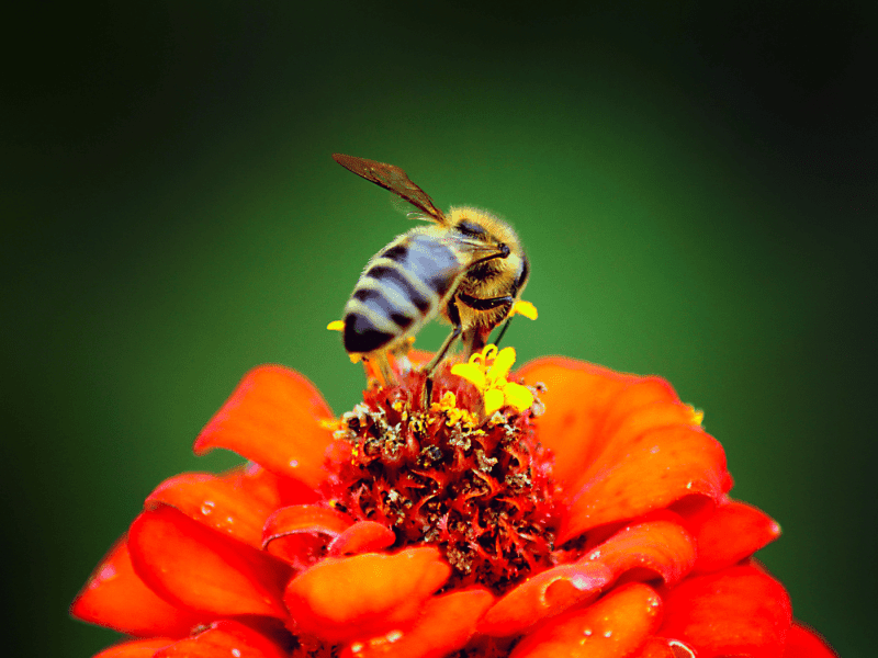 Interesting Bee Facts | Bee Facts You Won't Know | BeesWiki
