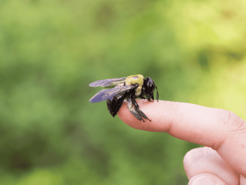 How Do Carpenter Bees Sting? | 13 Facts! | BeesWiki