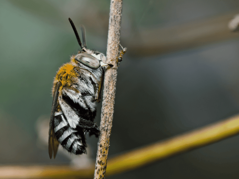 Blue-banded Bees | Everything You Need To Know | BeesWiki