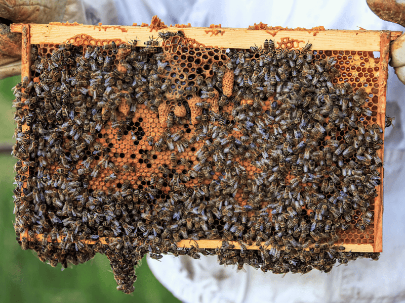 Interesting Bee Facts | Bee Facts You Won't Know | BeesWiki