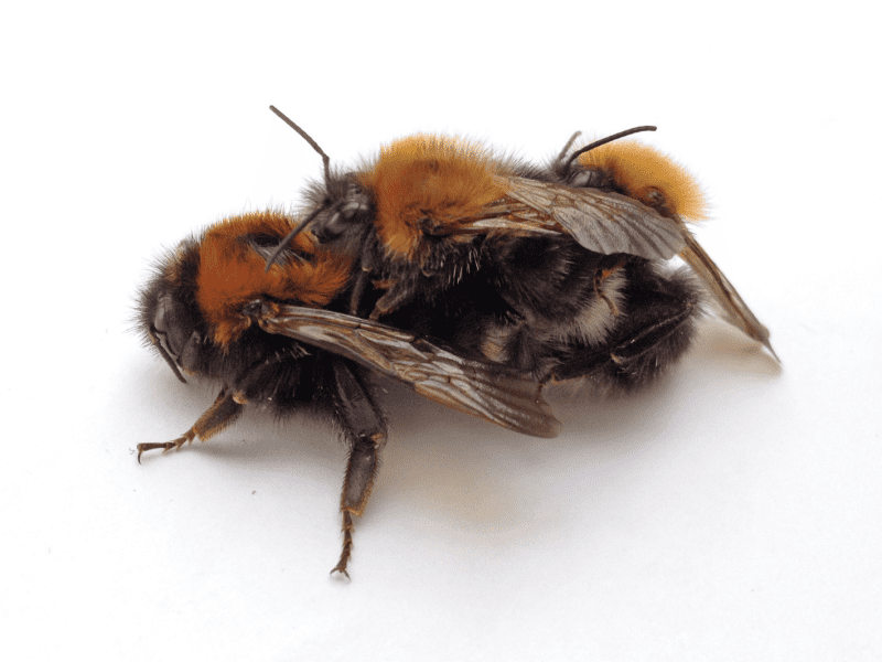 What Is A Queen Bumblebee? | 10 Must Know Facts | BeesWiki