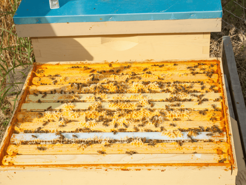 Honey Super | 6 Facts You Need To Know | BeesWiki