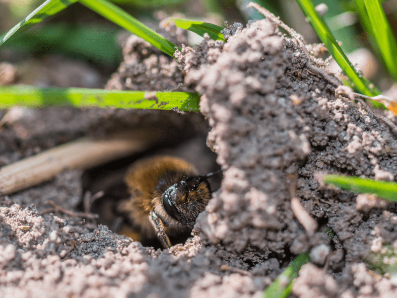 Blue-banded Bees | Everything You Need To Know | BeesWiki